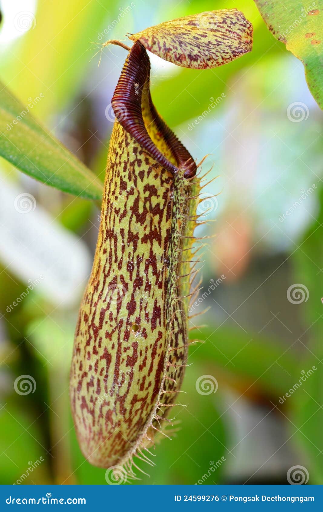 Nepenthes plant stock photo. Image of exotic, botany - 24599276