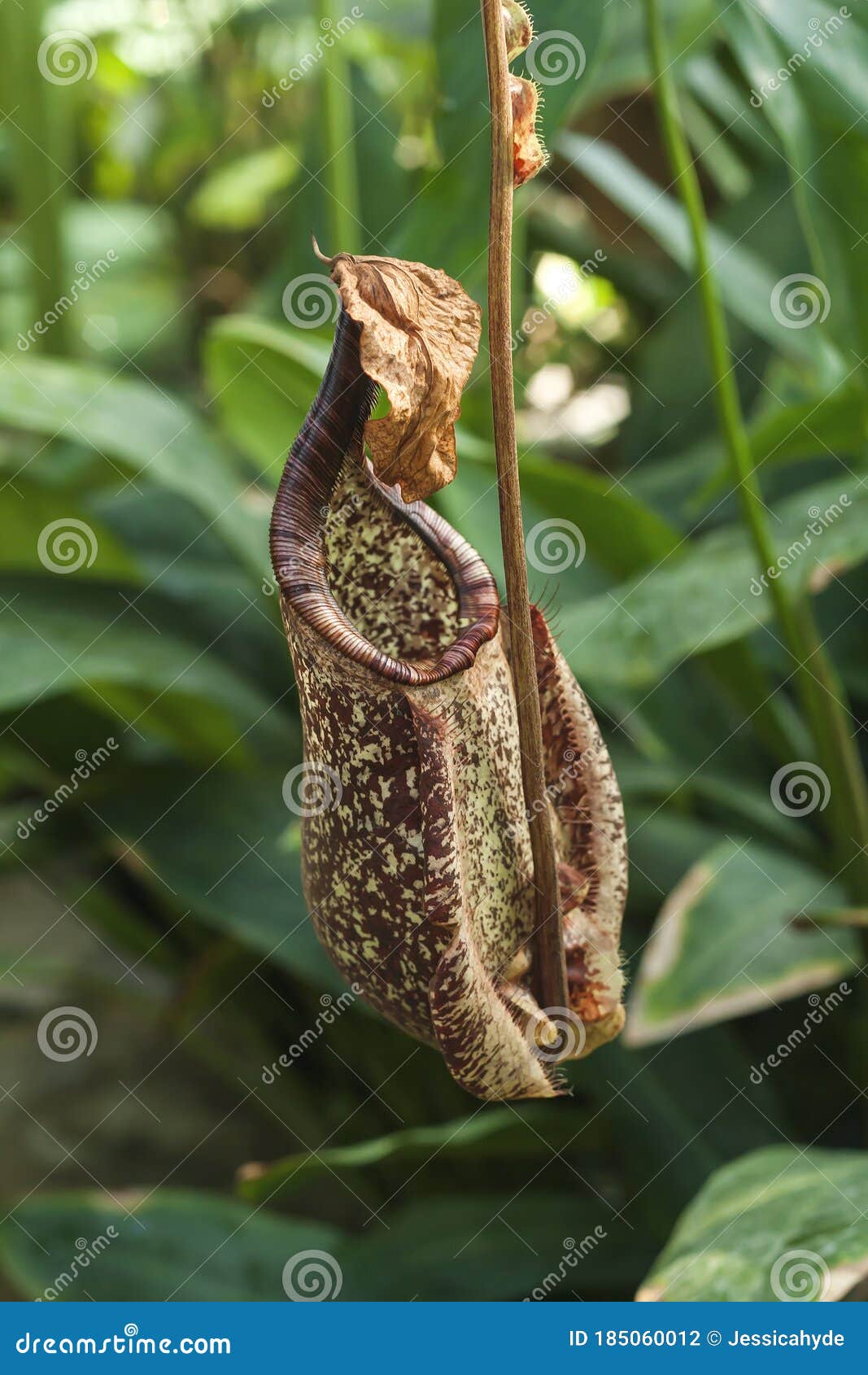 Nepenthes Rafflesiana Exotic Pitcher Plant Stock Photo - Image of ...
