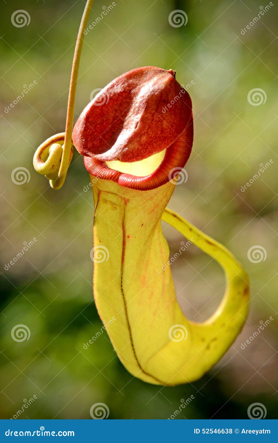 Nepenthes Tropical Pitcher Plants. Stock Photo - Image of flower, catch ...