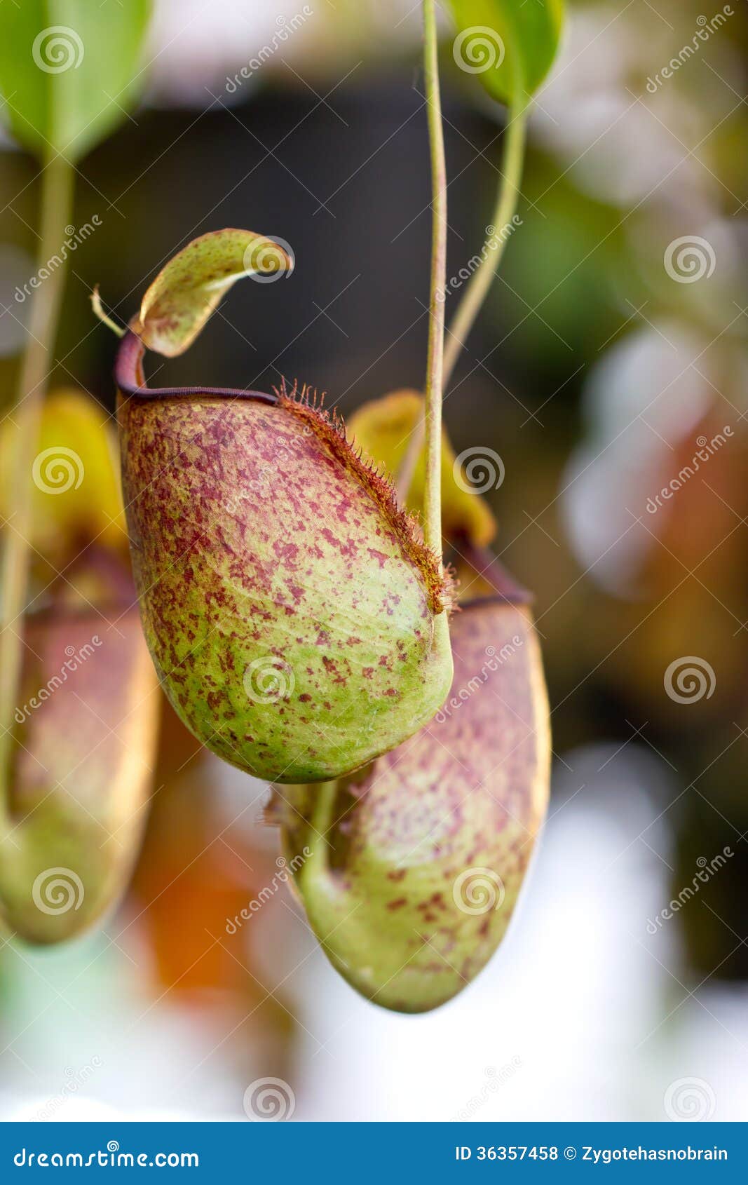 Nepenthes, Tropical Pitcher Plants. Stock Photo - Image of grow, java ...