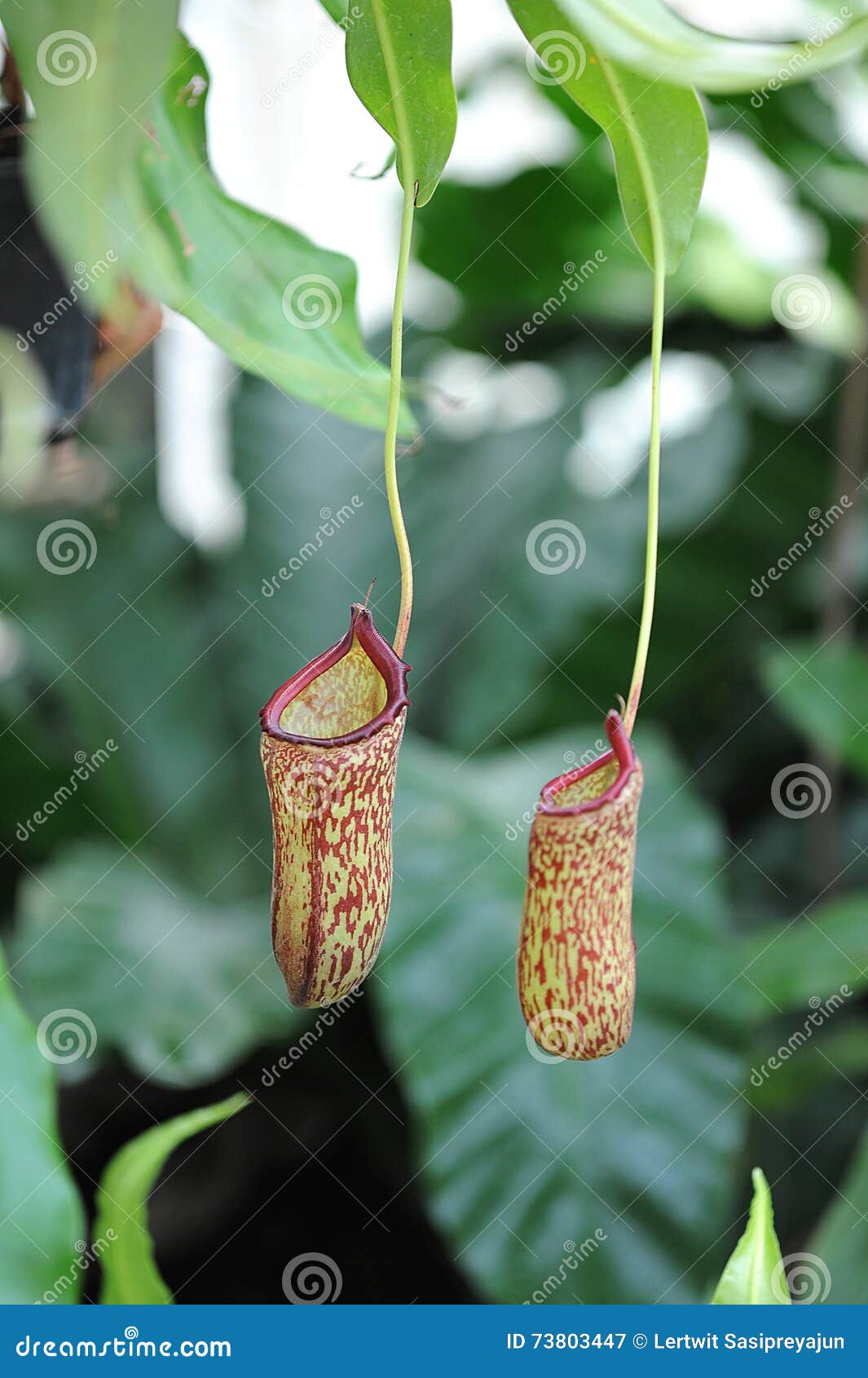 Nepenthes; Tropical Pitcher Plants or Monkey Cups Stock Image - Image ...