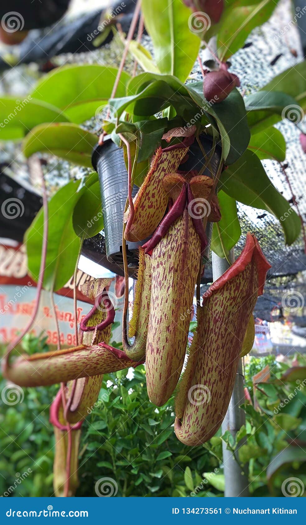 Nepenthes. Tropical Pitcher Plants or Monkey Cups Stock Image - Image ... Nepenthes. Tropical Pitcher Plants or Monkey Cups Stock Image - Image ...