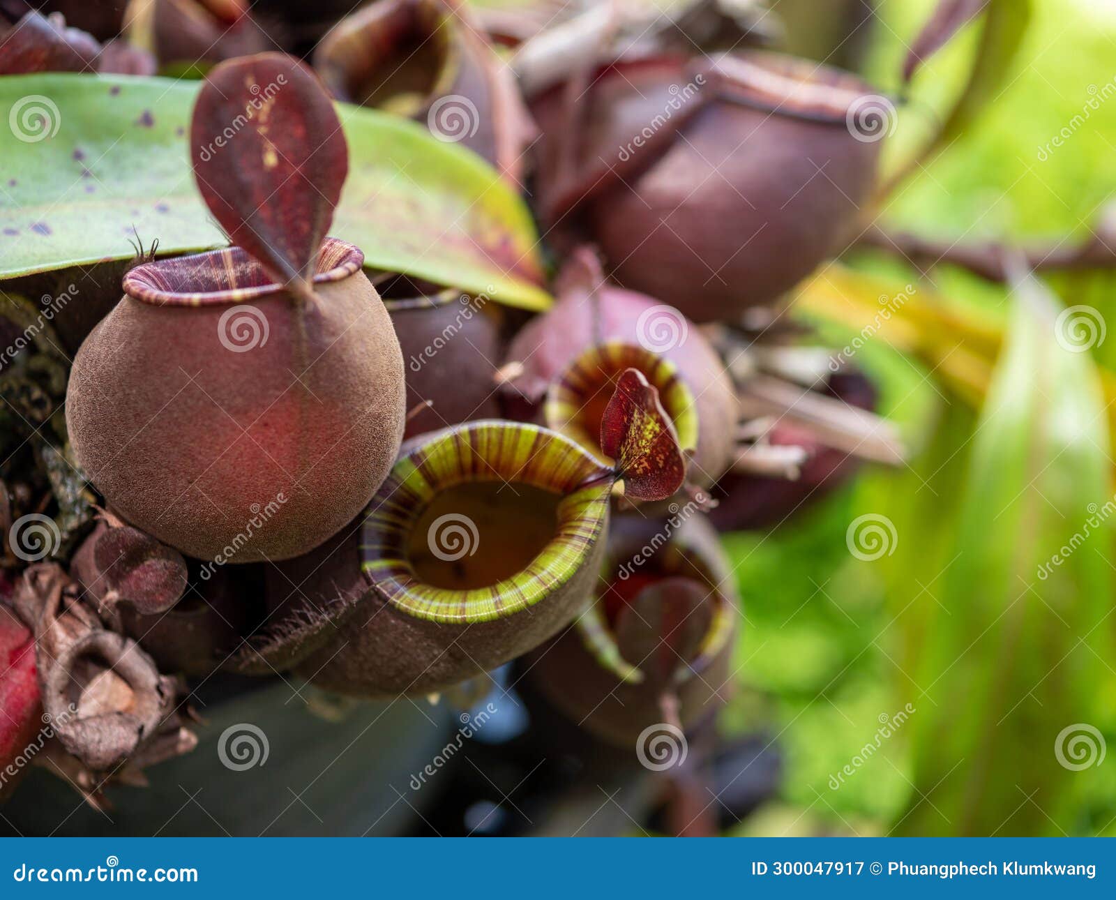 Nepenthes ,Tropical Pitcher Plants and Monkey Cups,Soft Focus Stock ...