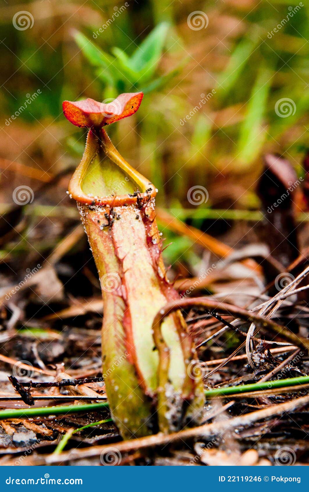 Carnivorous Hanging Pitcher Plants - Nepenthes - Insect Traps Royalty ...