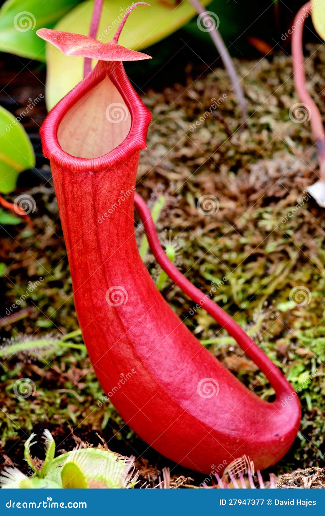 A Nepenthes Ventricosa Pitcher Plant Pitfall Trap In A Botanical Garden ...