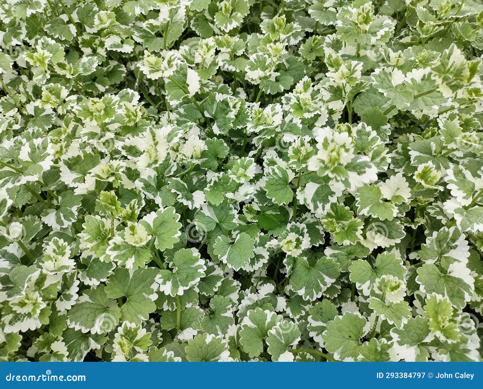 Glechoma Hederacea Variegata Stock Image - Image of nature, plant ...