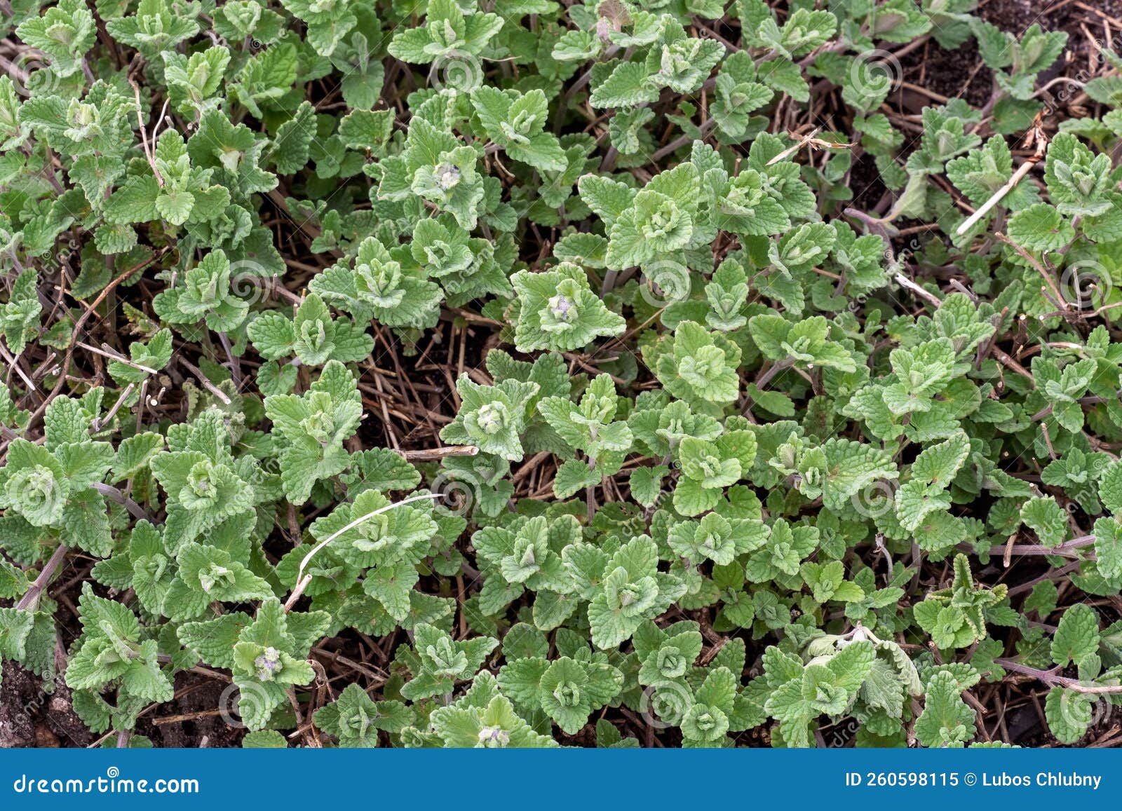 Nepeta Cataria, Mint or Catnip Stock Image - Image of plant, catnip ...