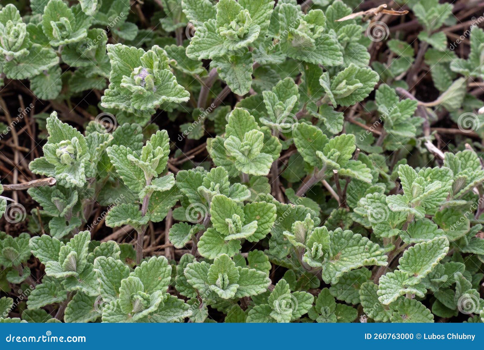 Nepeta Cataria, Mint or Catnip Stock Photo - Image of foliage ...