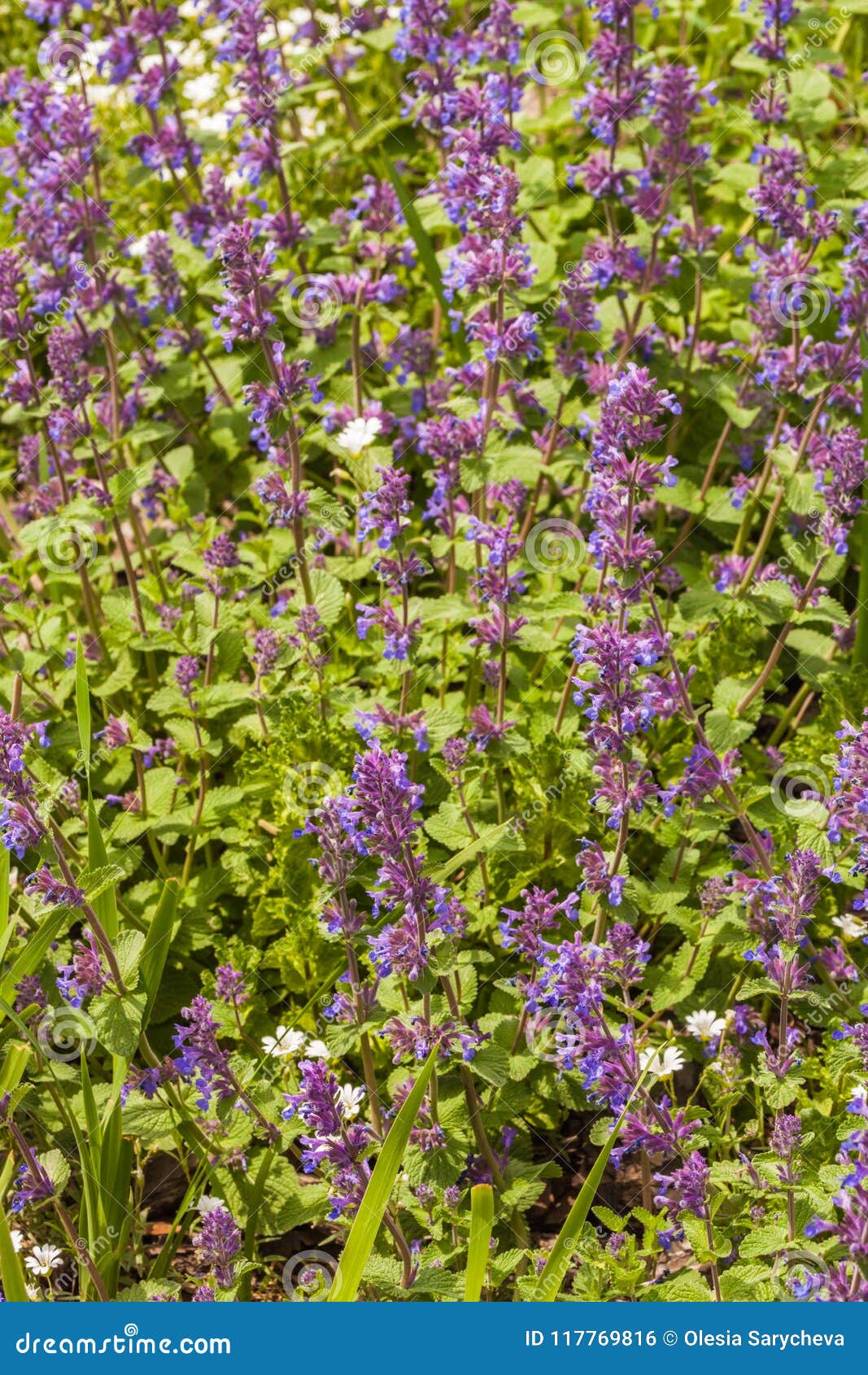 Nepeta cataria stock photo. Image of fiebersenkend, colourful - 117769816 Nepeta cataria stock photo. Image of fiebersenkend, colourful - 117769816