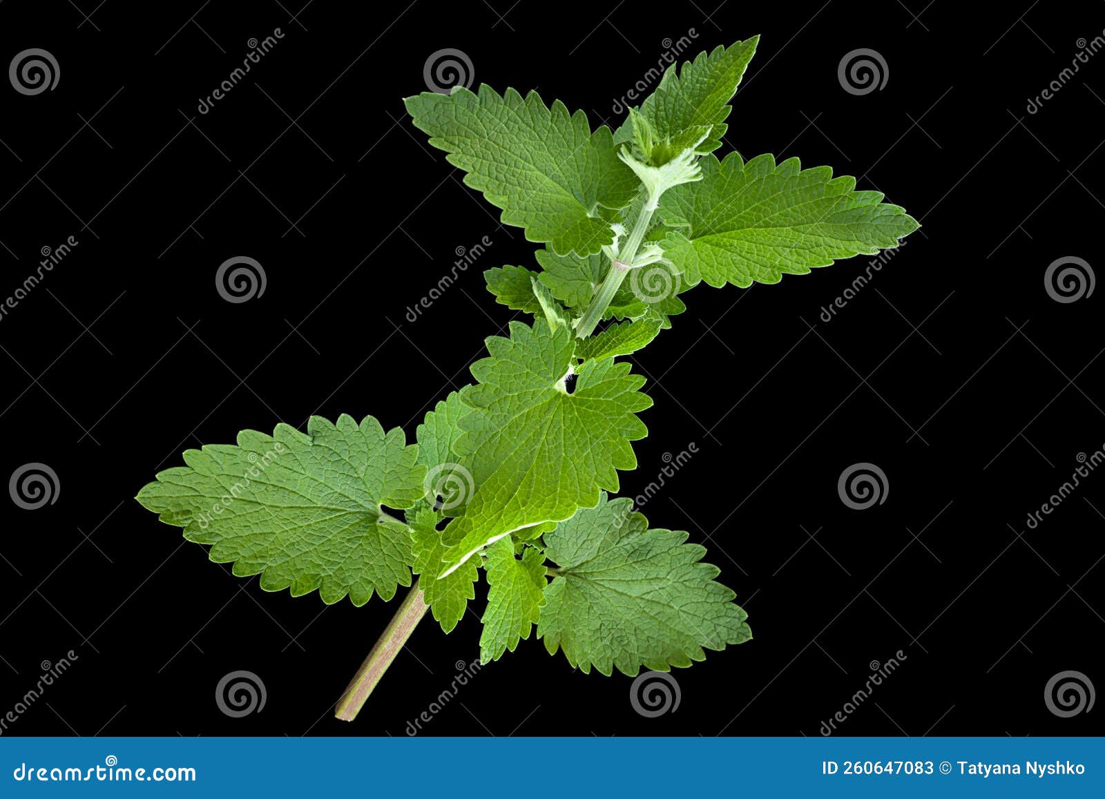 Nepeta herb leaf closeup stock image. Image of catmint - 260647083