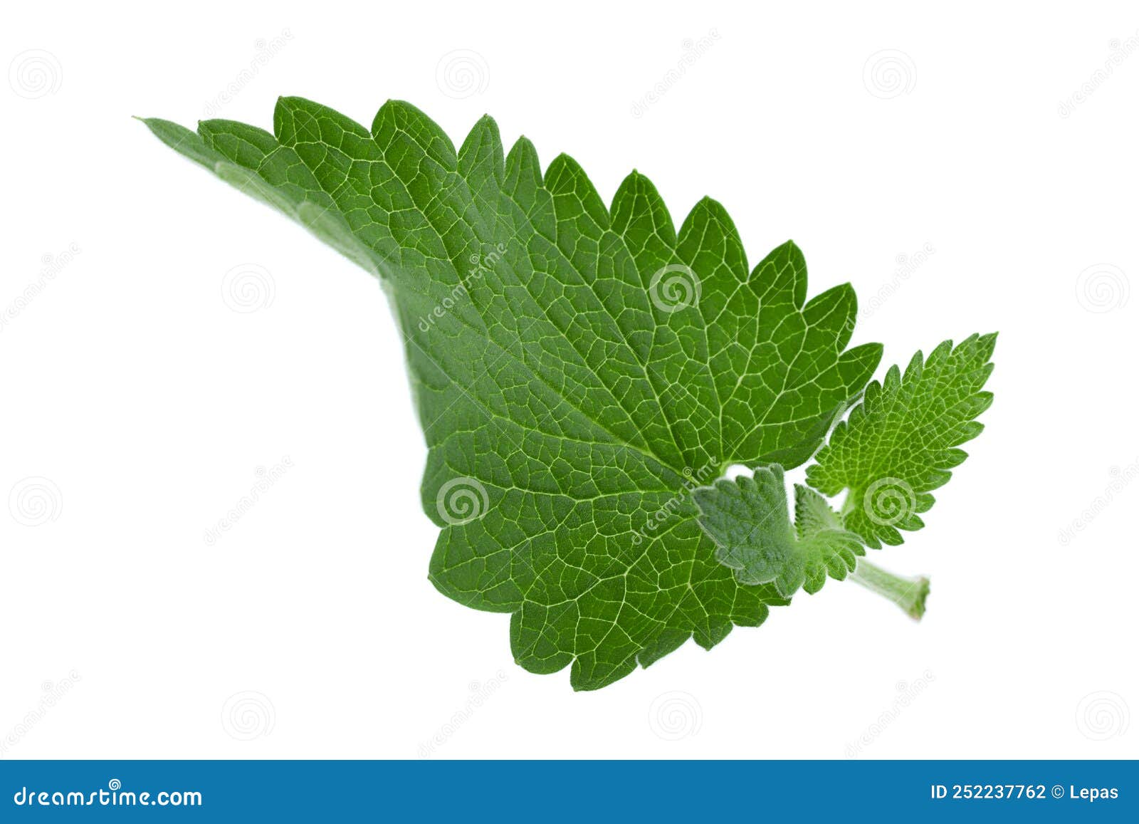 Nepeta herb leaf closeup stock photo. Image of catnip - 252237762
