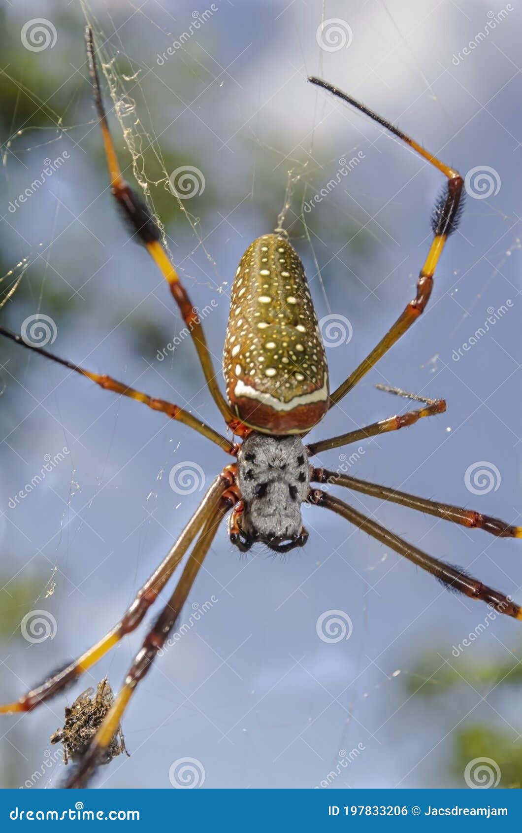 Spider Body Macro From Side Walking On Plant With Green Body And Black ...