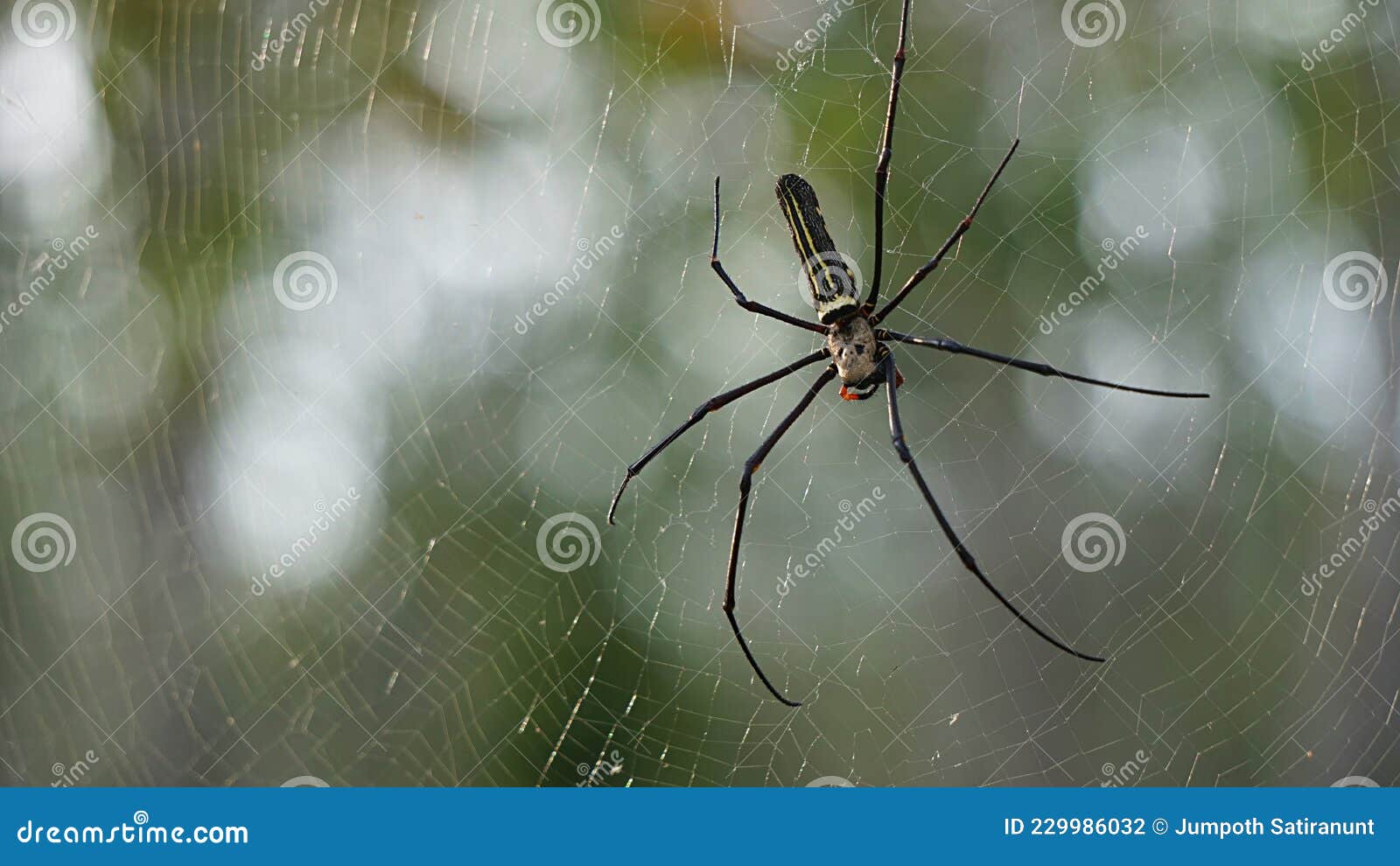 Giant Weaver Bird Nests In African Tree, Namibia Royalty-Free Stock ...