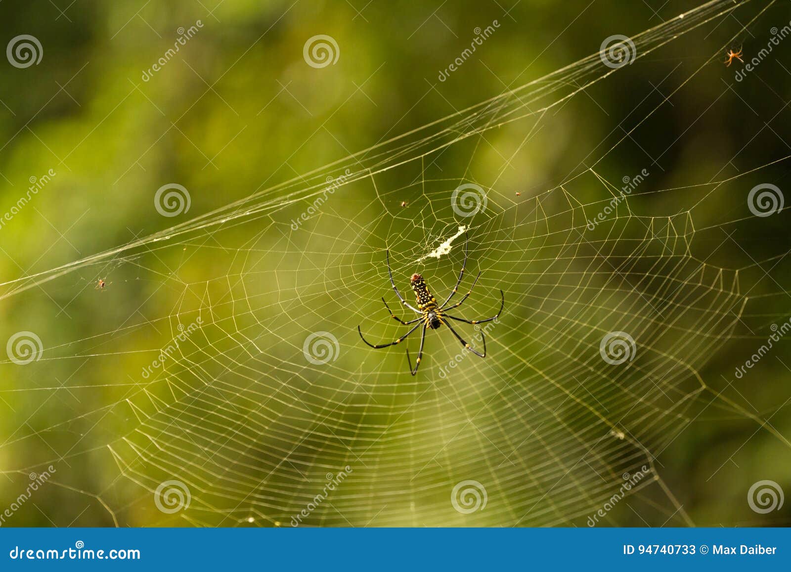 Nephila Maculata - Giant Wood Spider on Web Stock Image - Image of ...