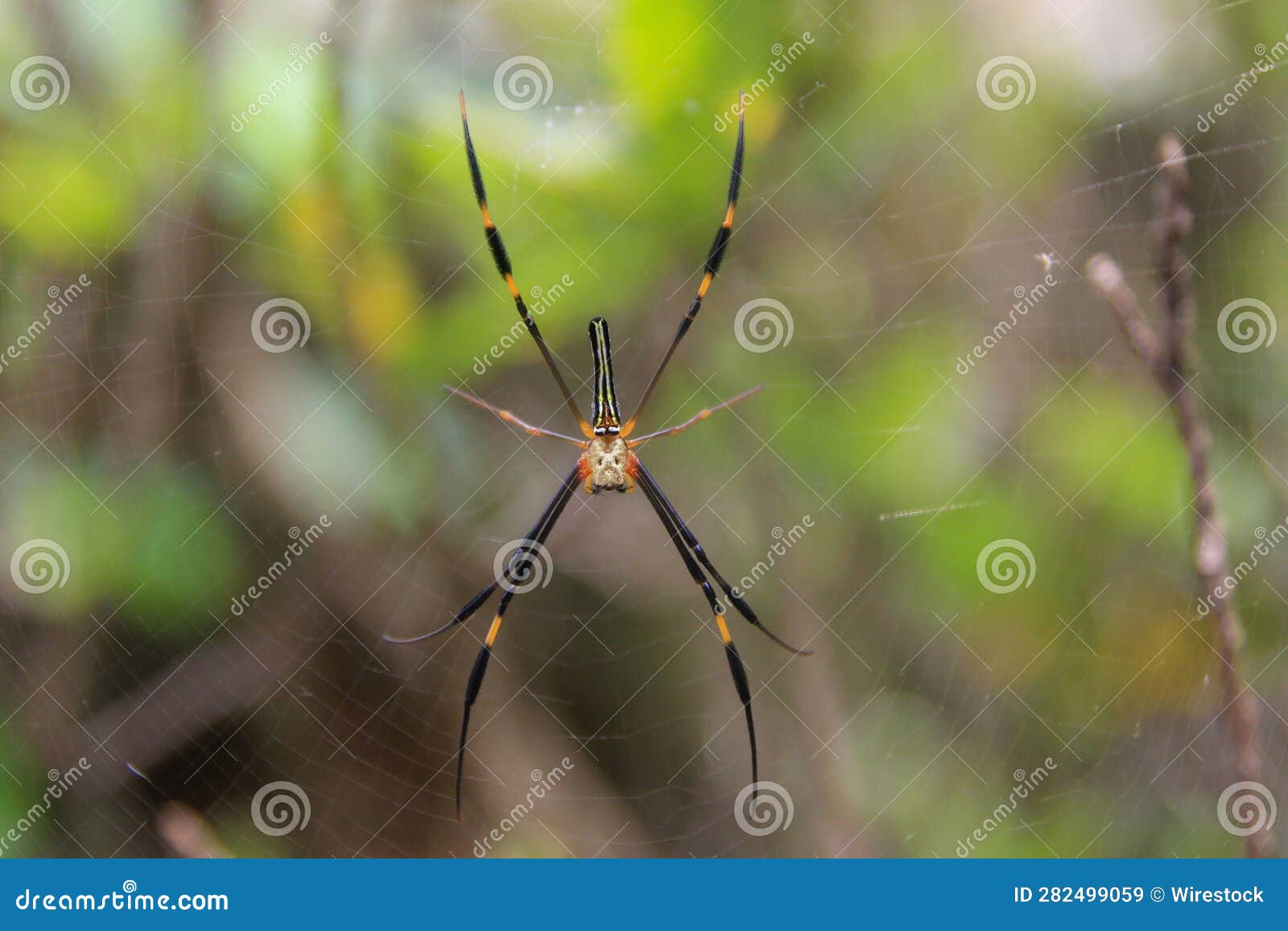 Nephila Maculata Spider on Web Stock Image - Image of shadows, nephila ...