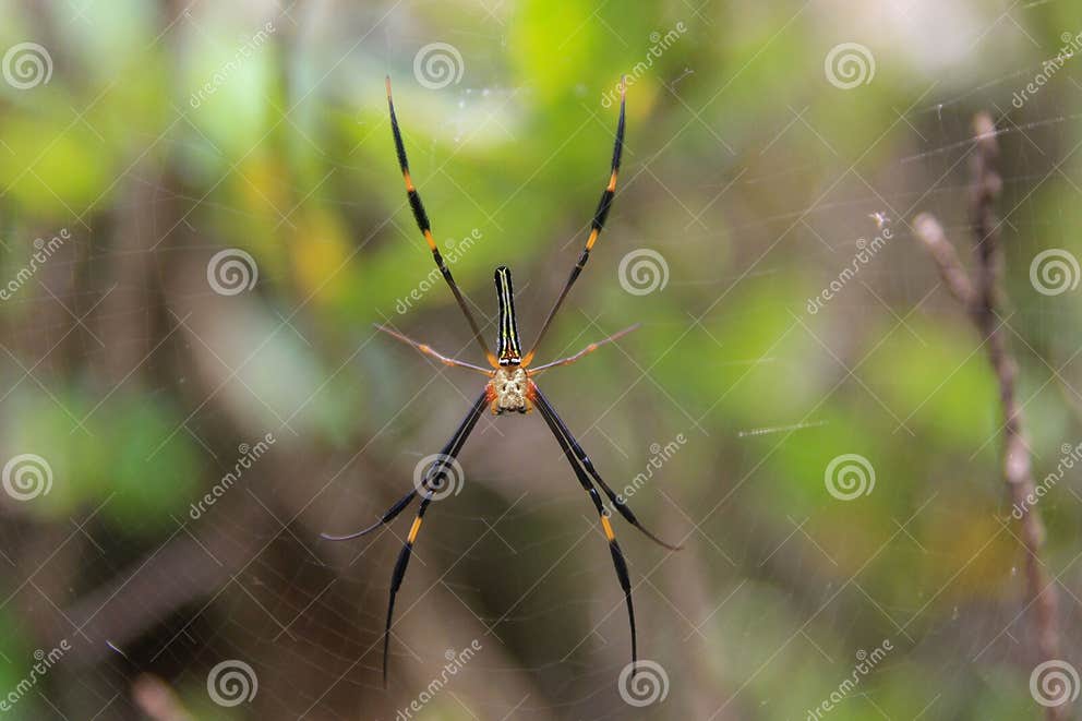 Nephila Maculata Spider on Web Stock Image - Image of shadows, nephila ...