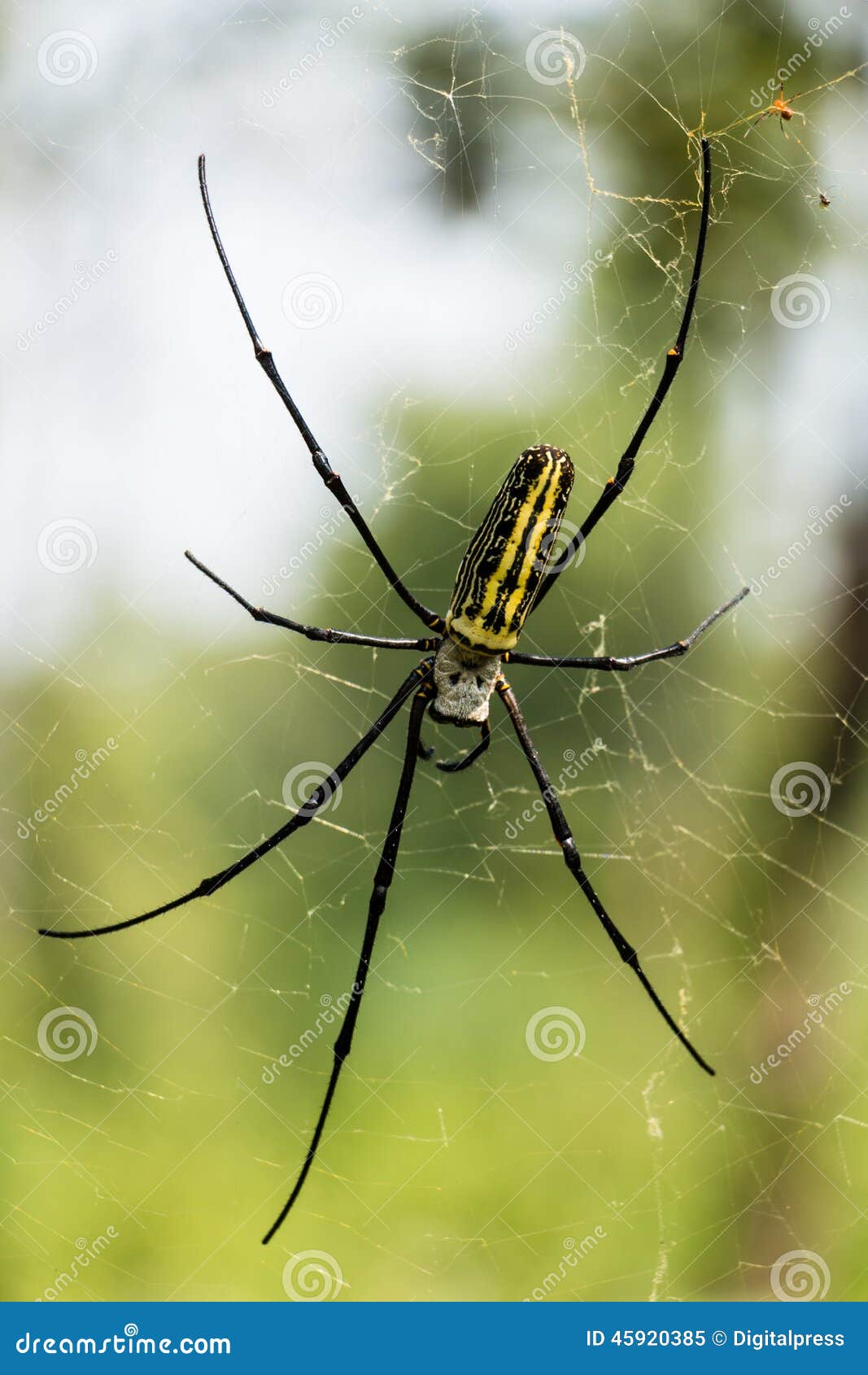 Nephila pilipes stock image. Image of wildlife, animal - 45920385