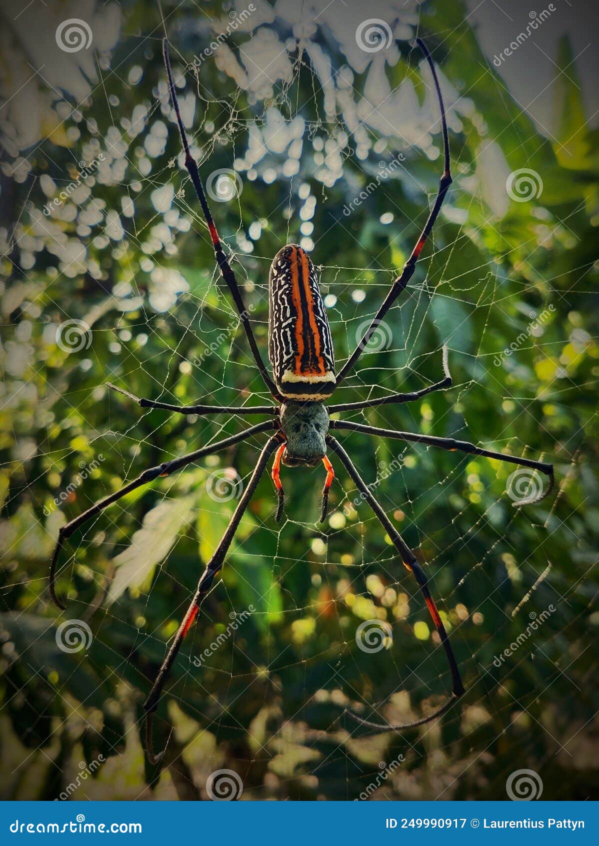 NEPHILA PILIPES IMAGE stock image. Image of fangs, beautiful - 249990917