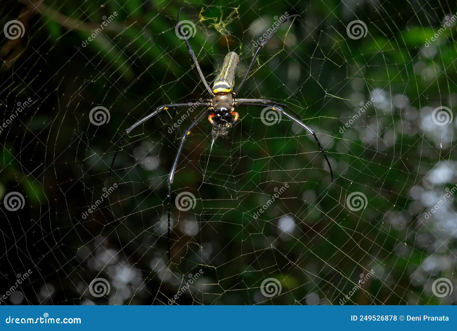 Nephila Pilipes on the Large Web Eating the Prey Stock Photo - Image of ...