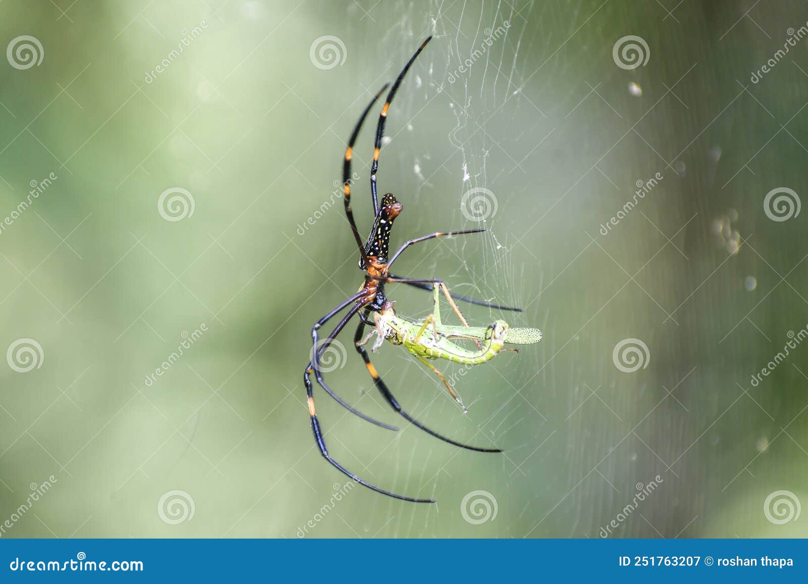 Nephila pilipesSpider stock image. Image of asia, oceania - 251763207