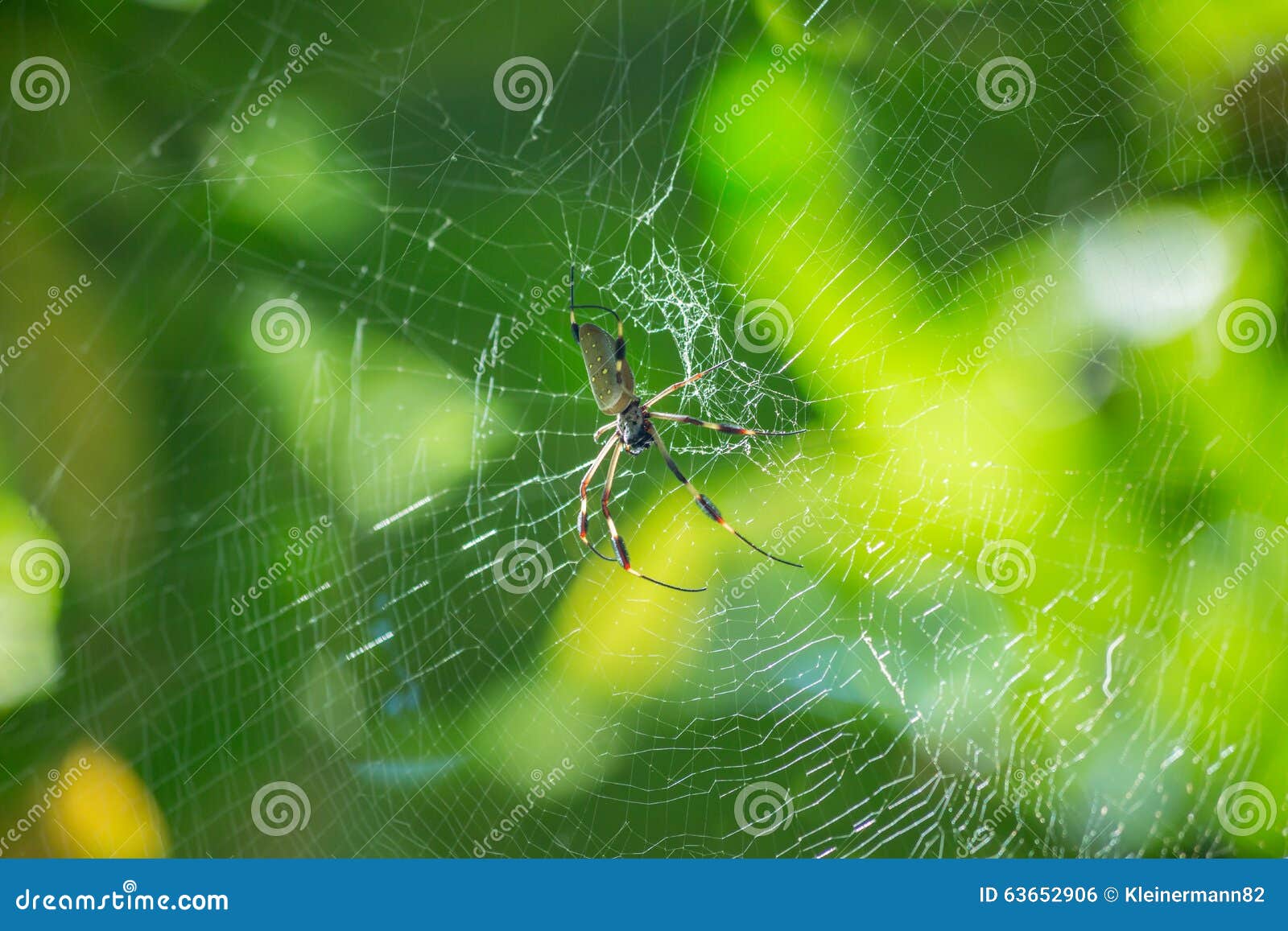 The Nephila Spider in Its Web Stock Photo - Image of colorful, close ...