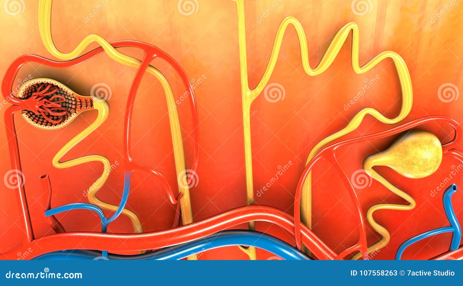 Nephron ilustração stock. Ilustração de urina, capilar - 107558263