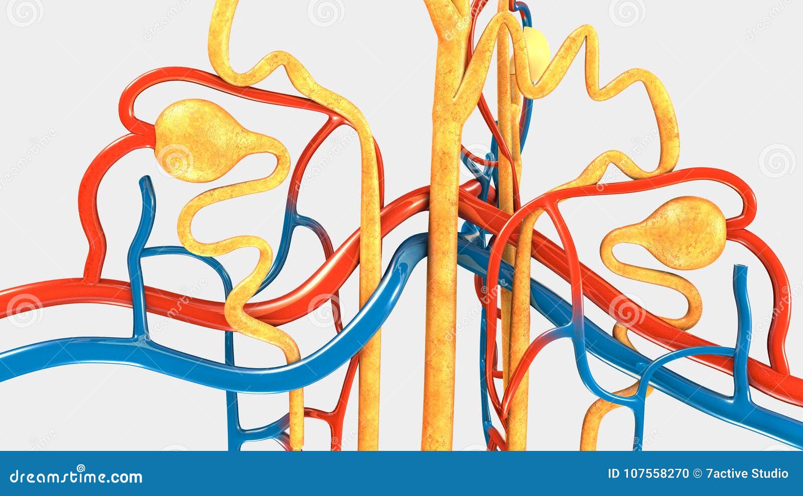 Nephron иллюстрация штока. иллюстрации насчитывающей капилляр - 107558270
