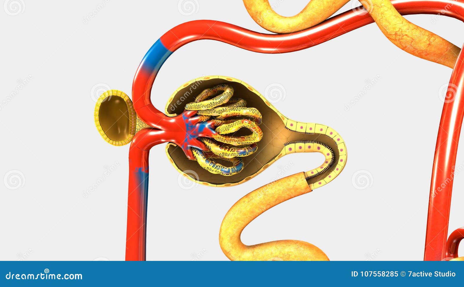 Nephron stock de ilustración. Ilustración de vena, orina - 107558285