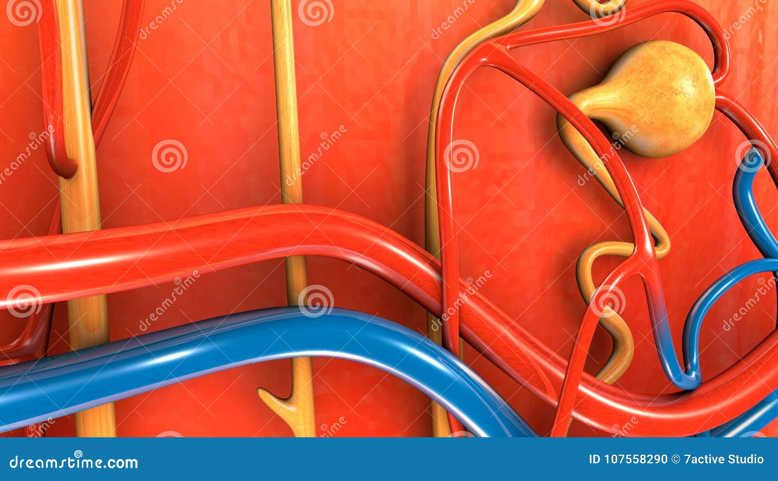 Nephron illustration stock. Illustration du tubule, capsule - 107558290
