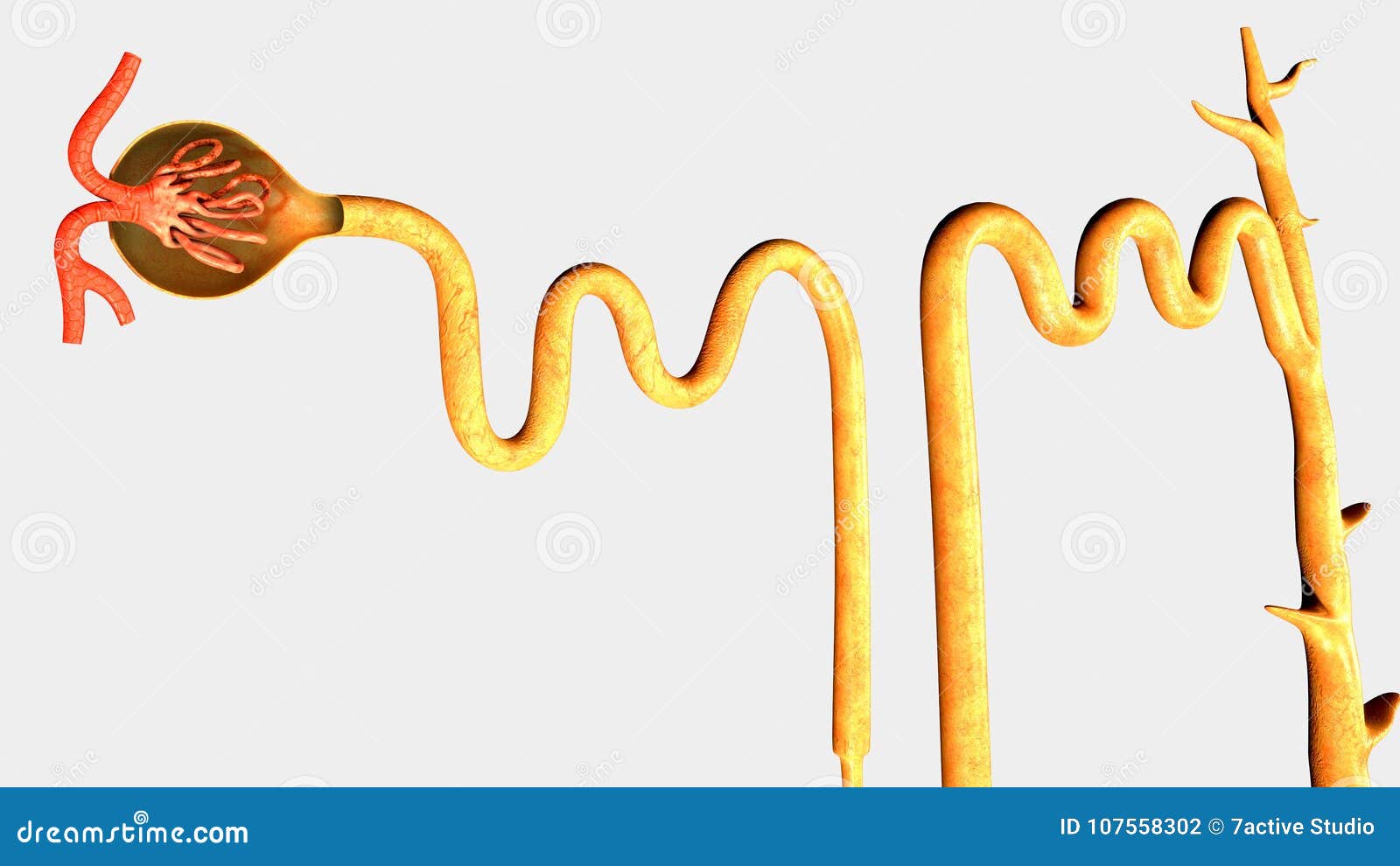 Nephron иллюстрация штока. иллюстрации насчитывающей трубочка - 107558302