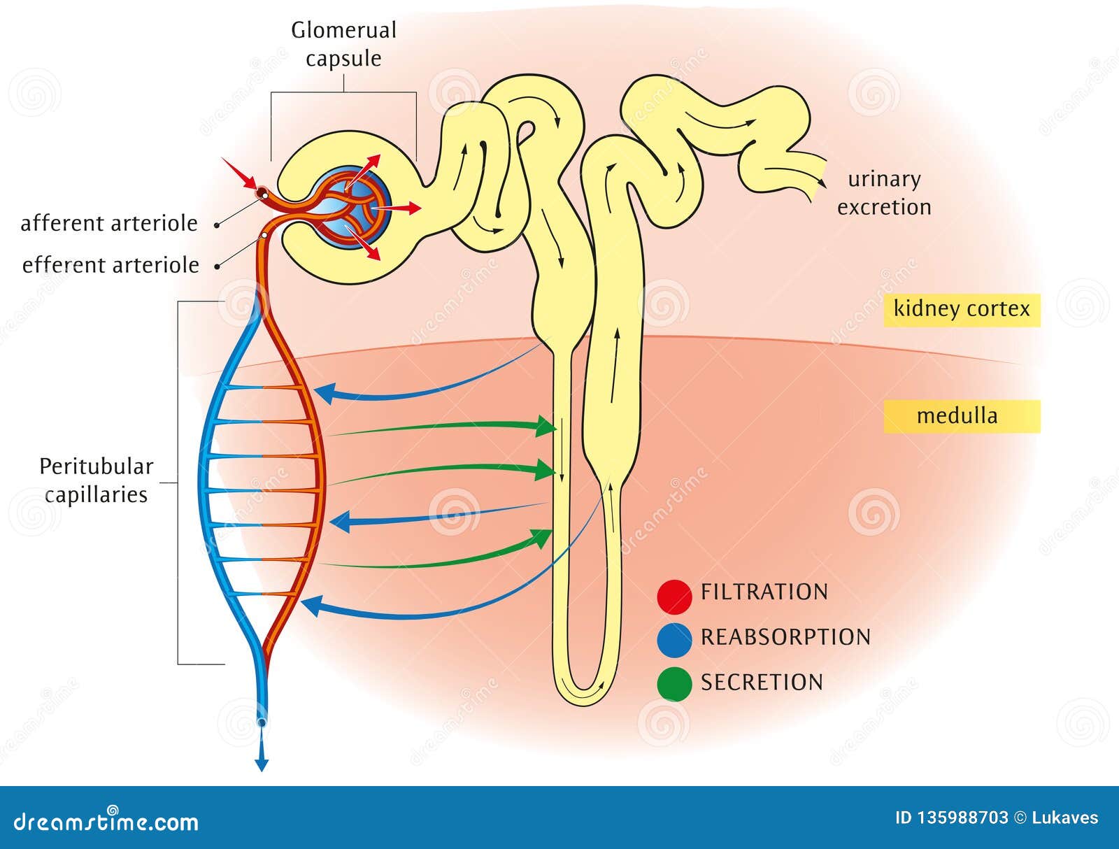 Nephron Stock Illustrationen, Vektors, & Klipart – (82 Stock Illustrations) Nephron Stock Illustrationen, Vektors, & Klipart – (82 Stock Illustrations)