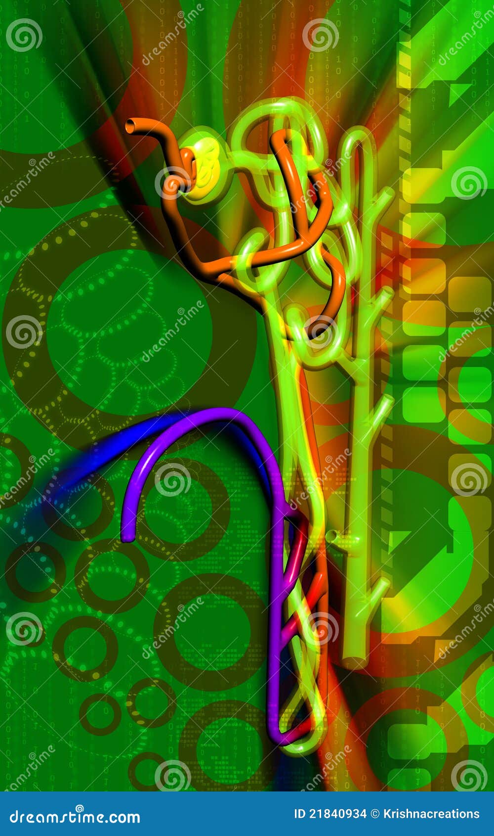 Nephron Illustration, Part Of The Kidney Cartoon Vector | CartoonDealer ...