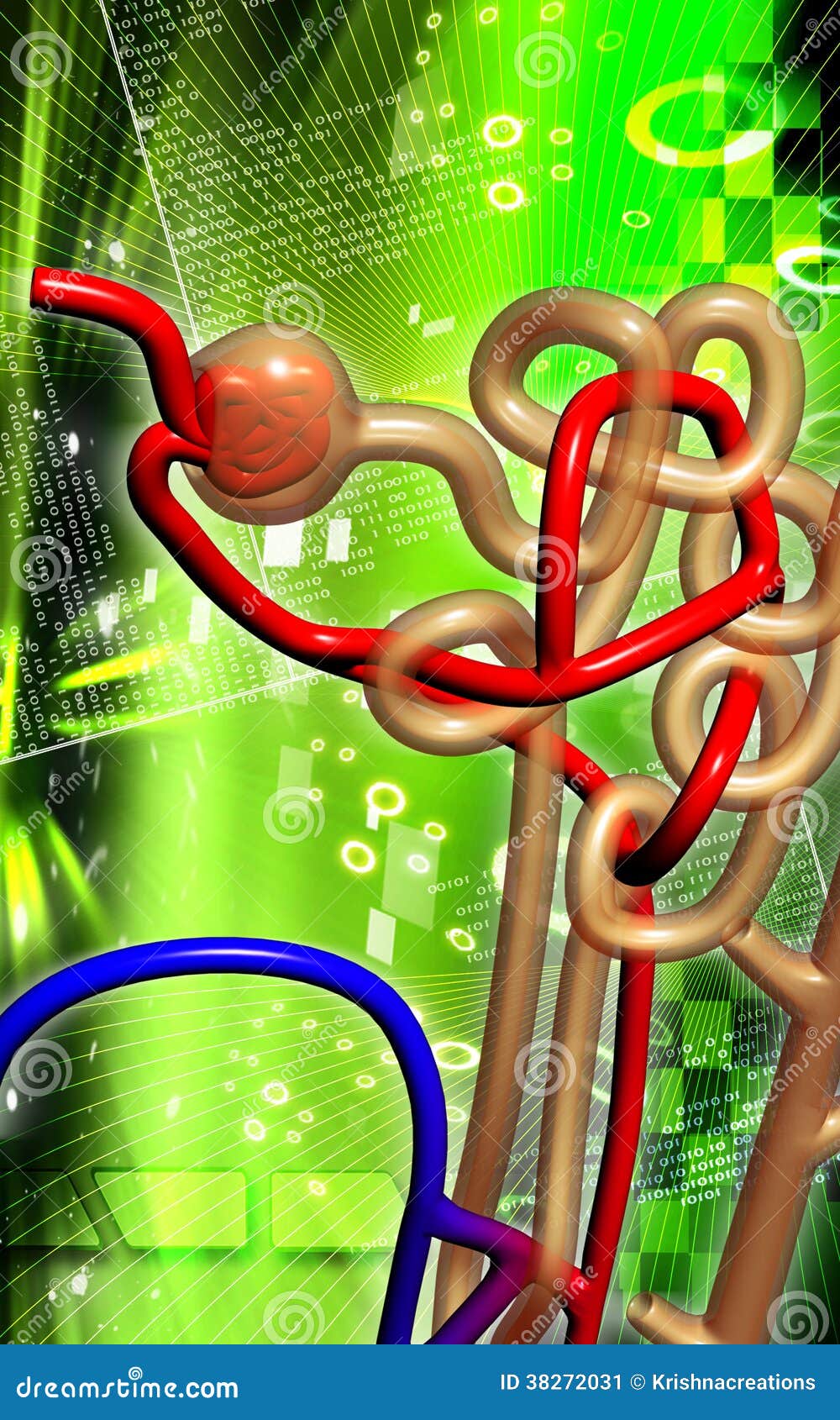 Nephron Cartoons, Illustrations & Vector Stock Images - 1755 Pictures ...