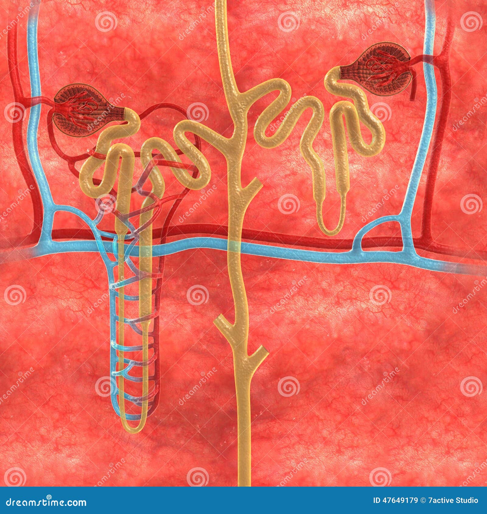 Nephron illustration stock. Illustration du artériole - 47649179
