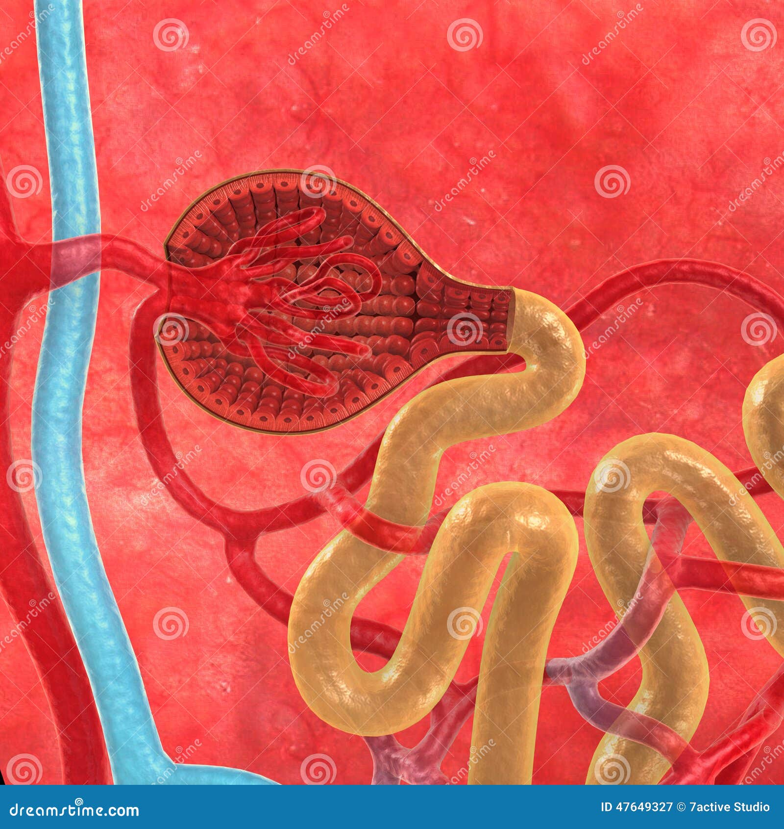 Nephron stock abbildung. Illustration von anatomie, diuretika - 47649327