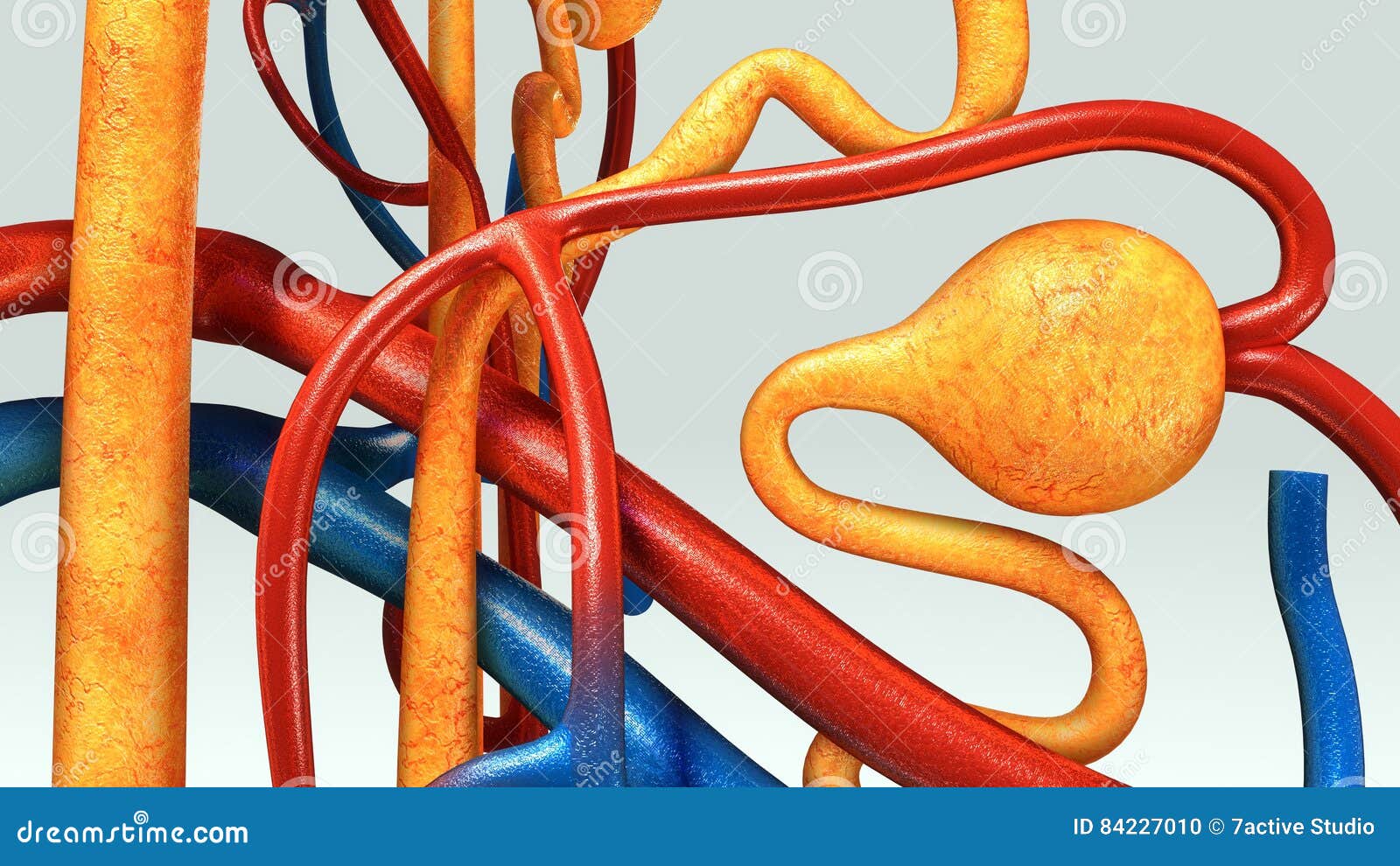 Nephron ilustração stock. Ilustração de urina, renal - 84227010