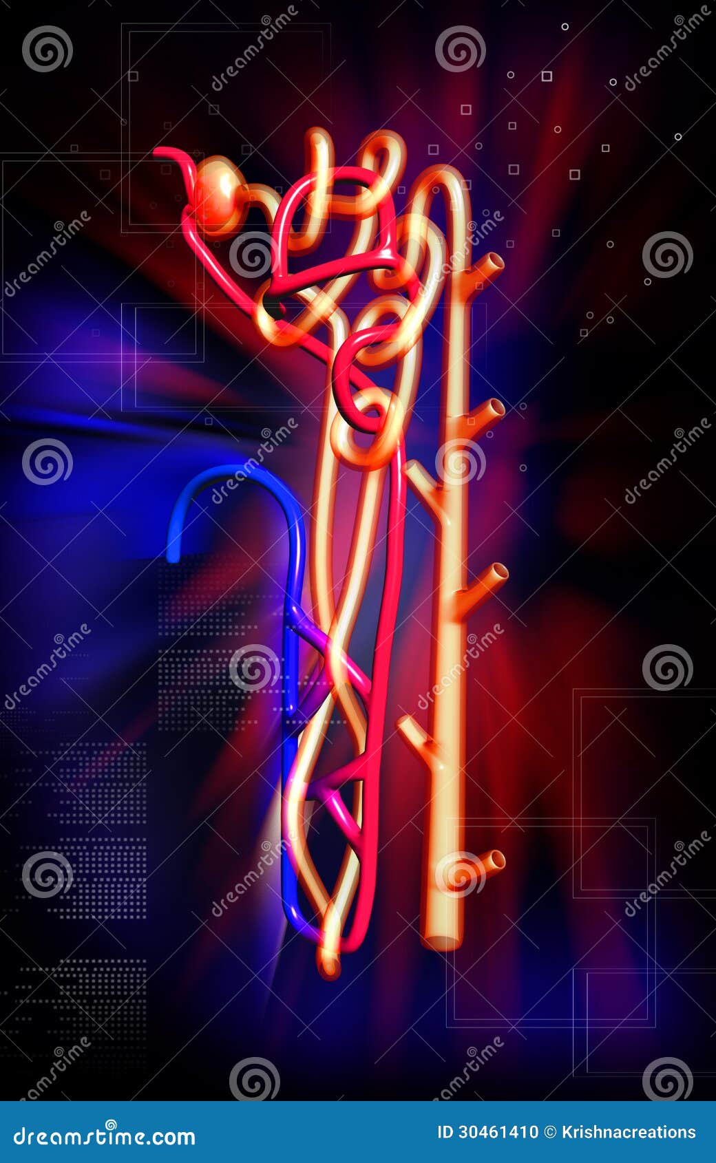 Nephron stock illustration. Illustration of kidney, technology - 30461410