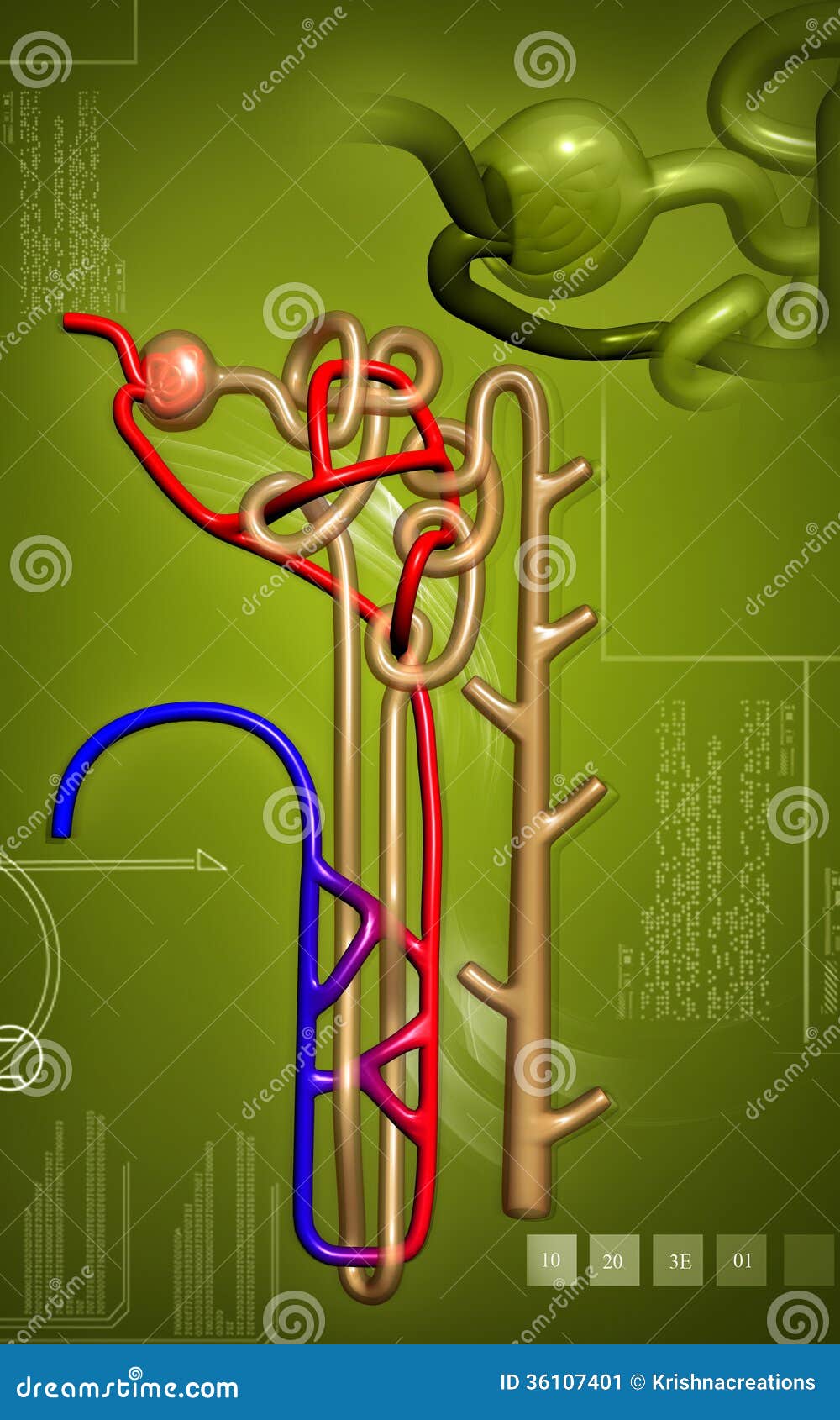 Nephron Cartoons, Illustrations & Vector Stock Images - 1805 Pictures ...