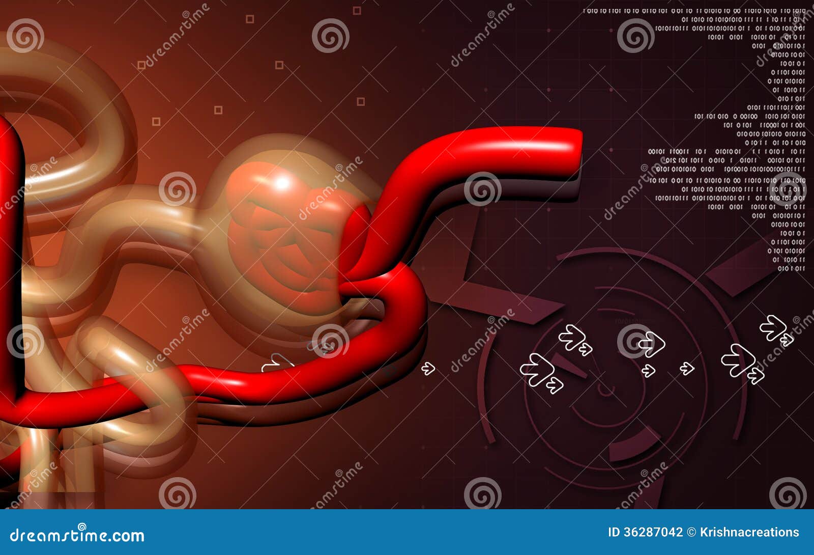 Nephron stock illustration. Illustration of texture, endocrine - 36287042