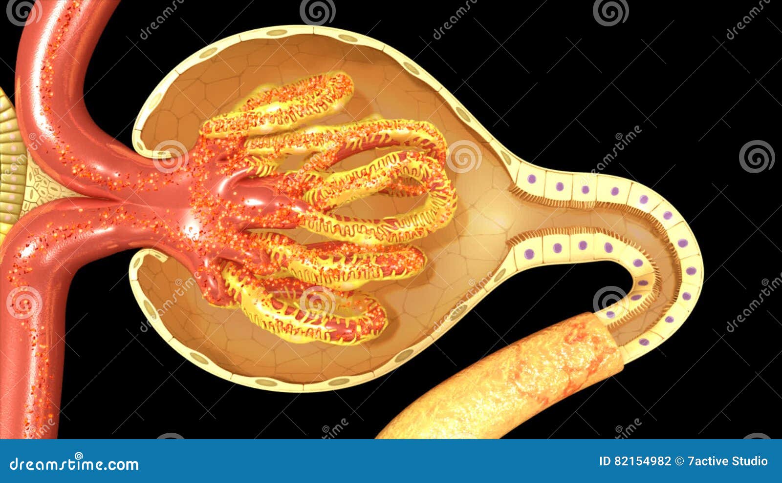 Nephron Function Animation