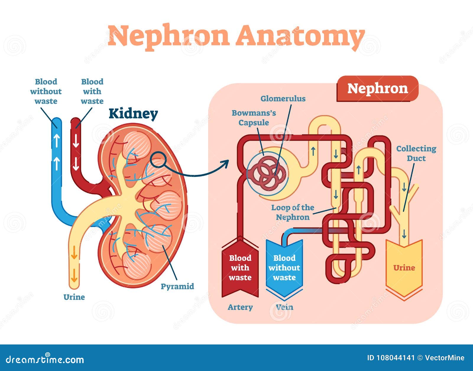 Kidney Nephron Anatomy, Vector Illustration Diagram Scheme. Stock ... Kidney Nephron Anatomy, Vector Illustration Diagram Scheme. Stock ...