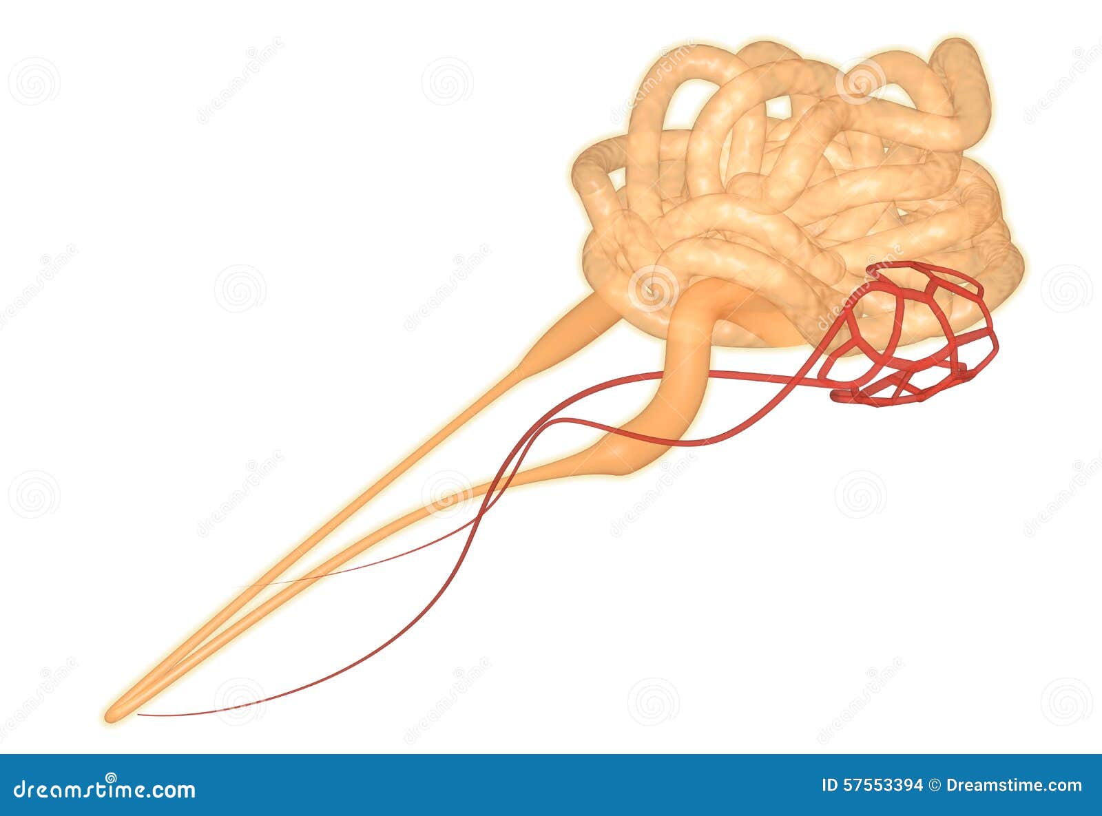 Nephron stock illustration. Illustration of medical, medicine - 57553394