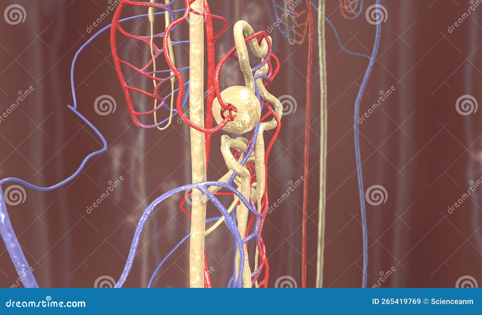 Nephron, the Structure that Actually Produces Urine in the Process of ...
