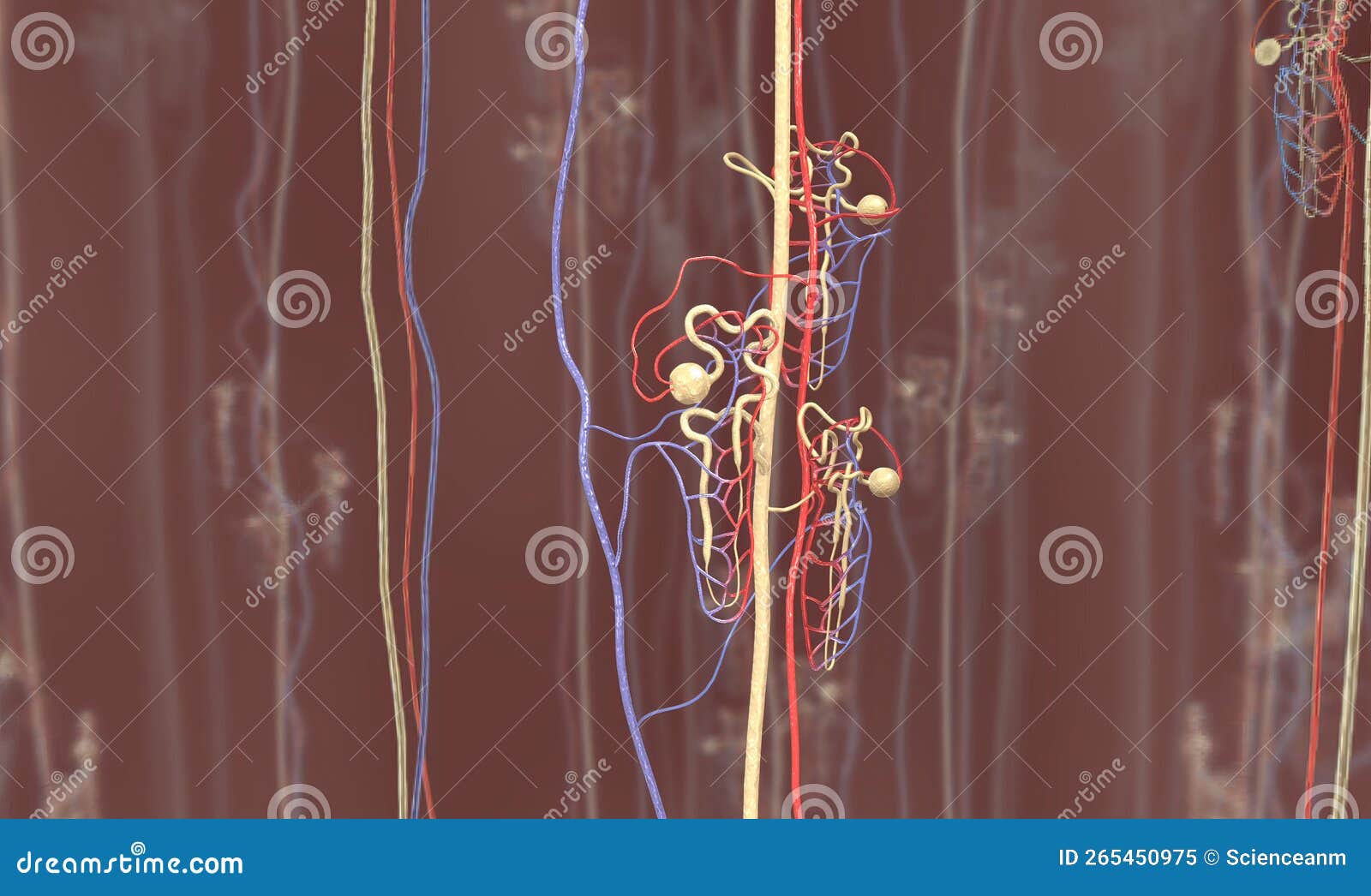 Nephron, the Structure that Actually Produces Urine in the Process of ...