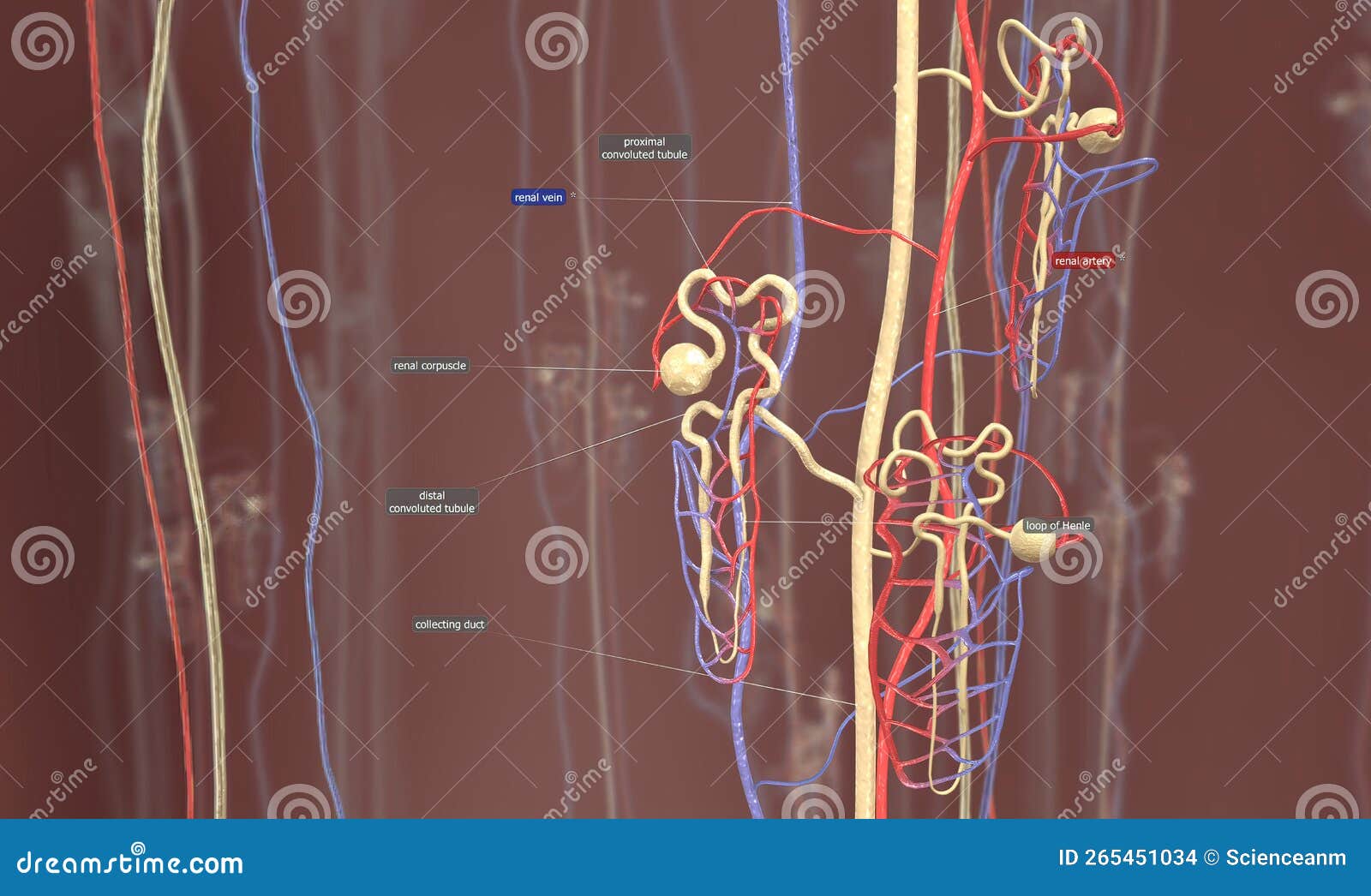 Nephron, the Structure that Actually Produces Urine in the Process of ...