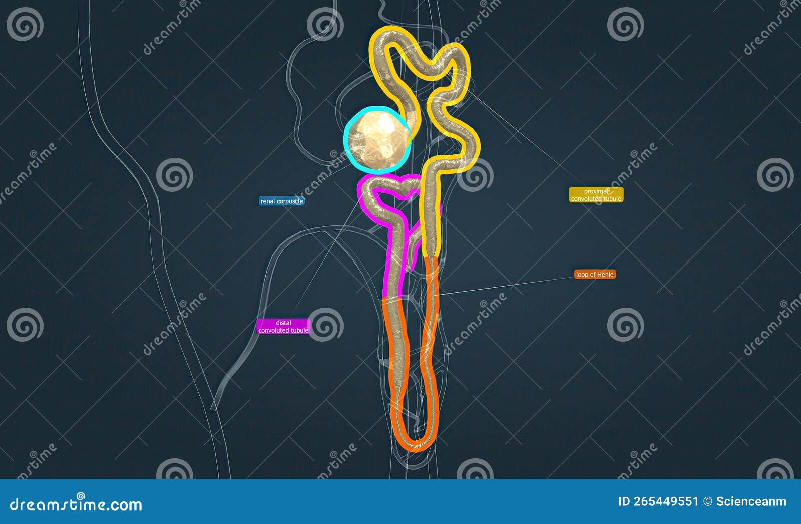 Nephron, the Structure that Actually Produces Urine in the Process of ...