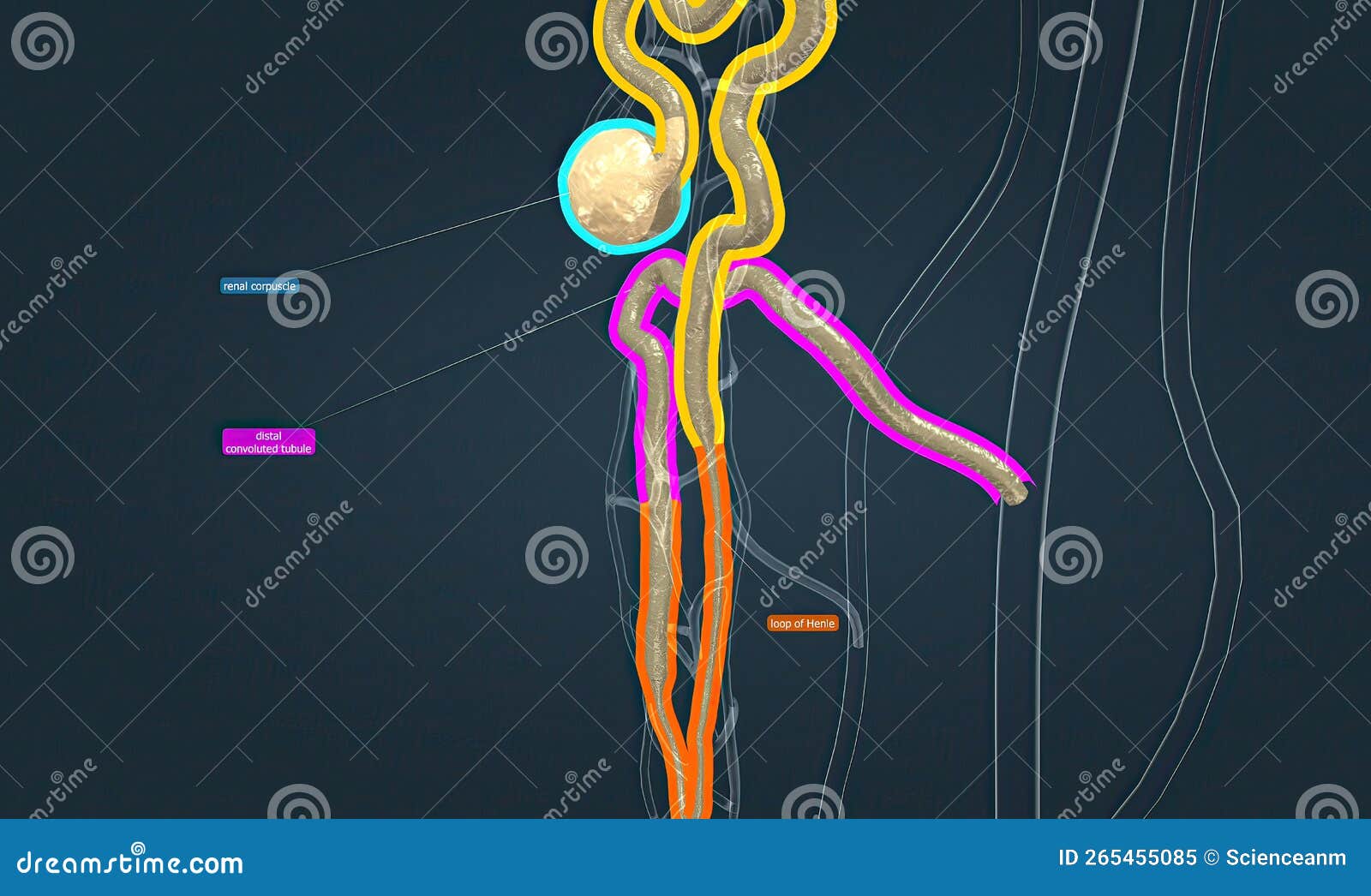 Nephron, the Structure that Actually Produces Urine in the Process of ...