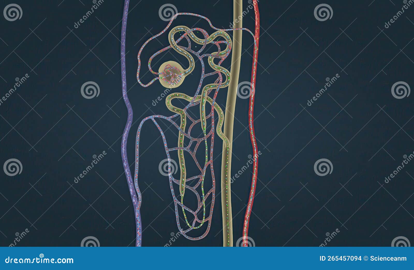 Nephron, the Structure that Actually Produces Urine in the Process of ...