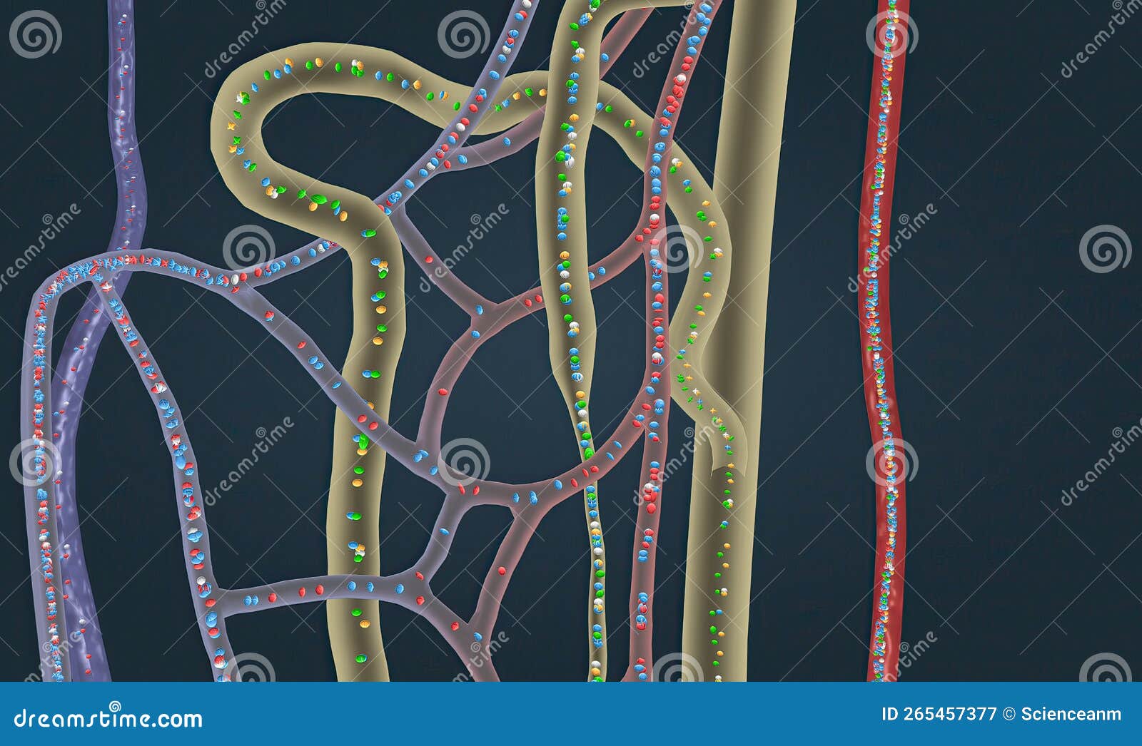 Nephron, the Structure that Actually Produces Urine in the Process of ...