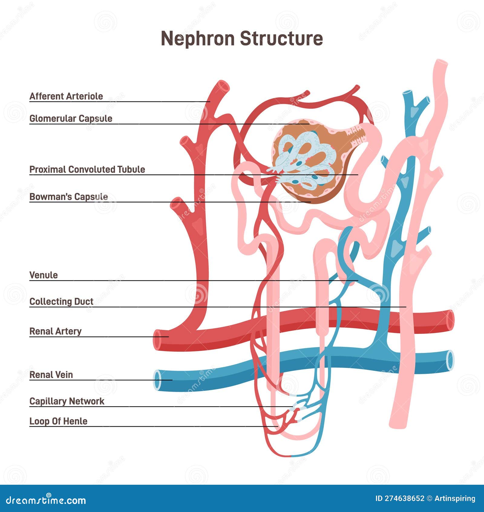 Nephron Structure. Bowman S Capsule, Kidney Filtering System with Blood ... Nephron Structure. Bowman S Capsule, Kidney Filtering System with Blood ...